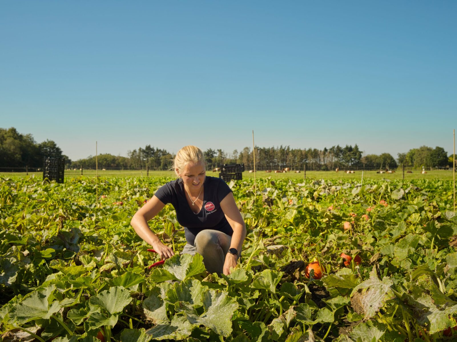 The Noble Art of Breeding Seeds - Resilience Food Stories