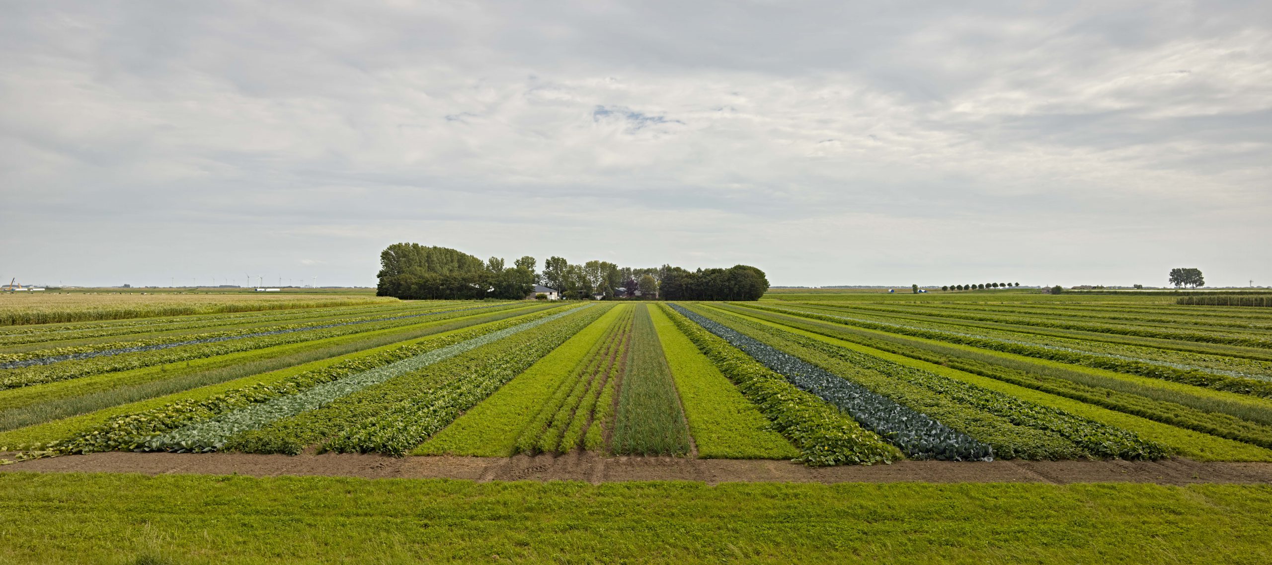 Switching for the seventh generation - Resilience Food Stories