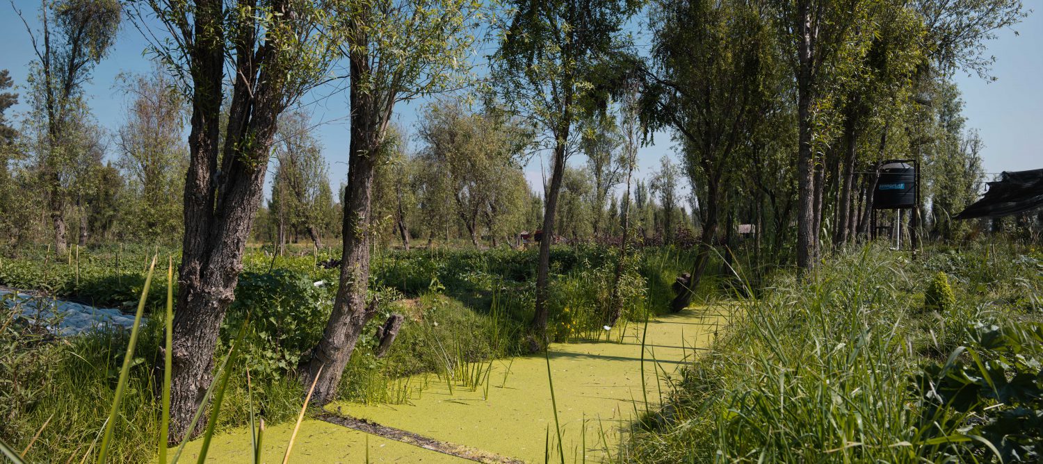 The Chinampas of Mexico City - Resilience Food Stories