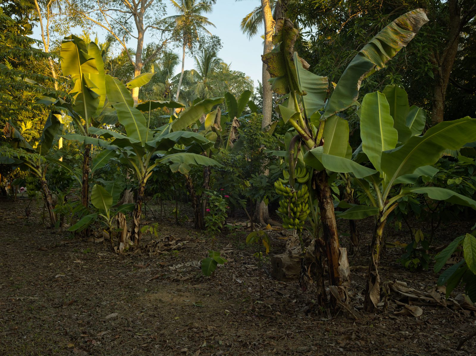 Cocoa, Mexico’s gift to the world - Resilience Food Stories