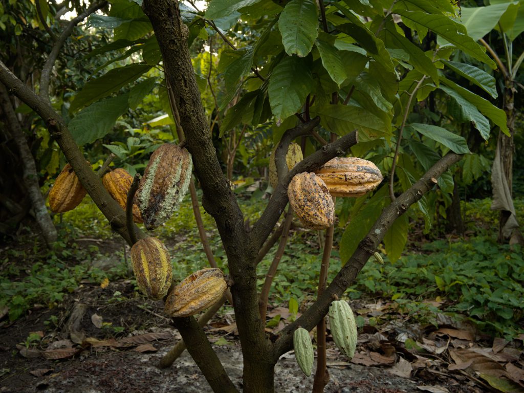 Cocoa, Mexico’s gift to the world - Resilience Food Stories