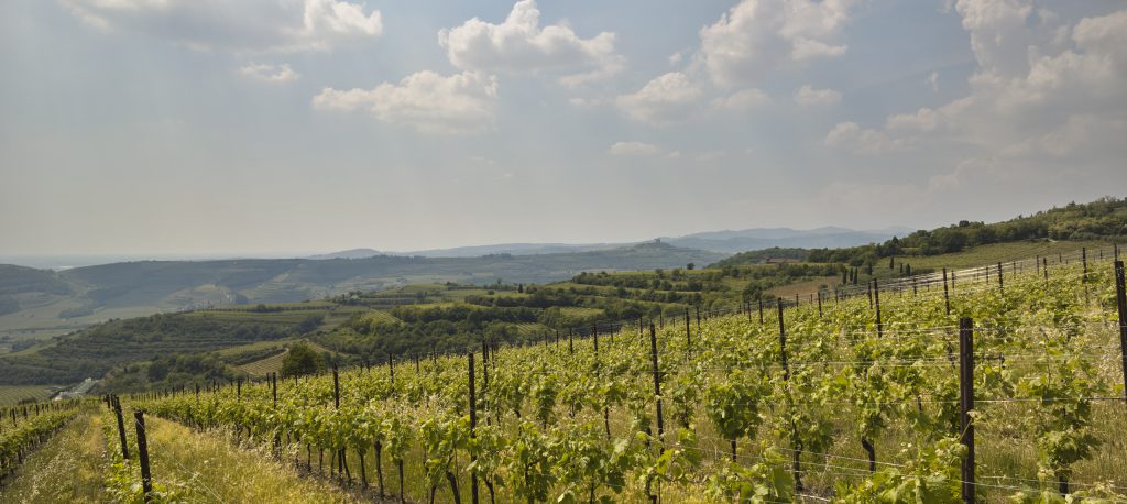Soave, traditional vineyards of Italy (GIAHS) - Resilience Food Stories