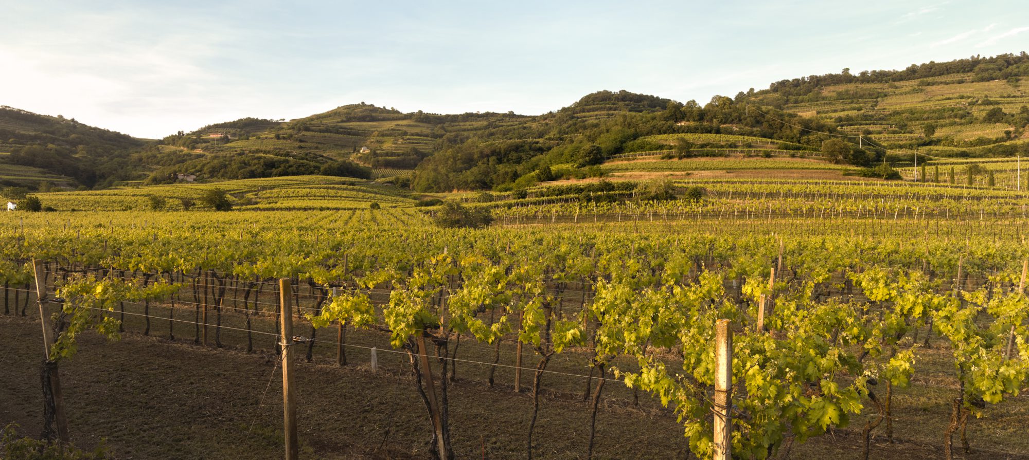 Soave, traditional vineyards of Italy (GIAHS) - Resilience Food Stories