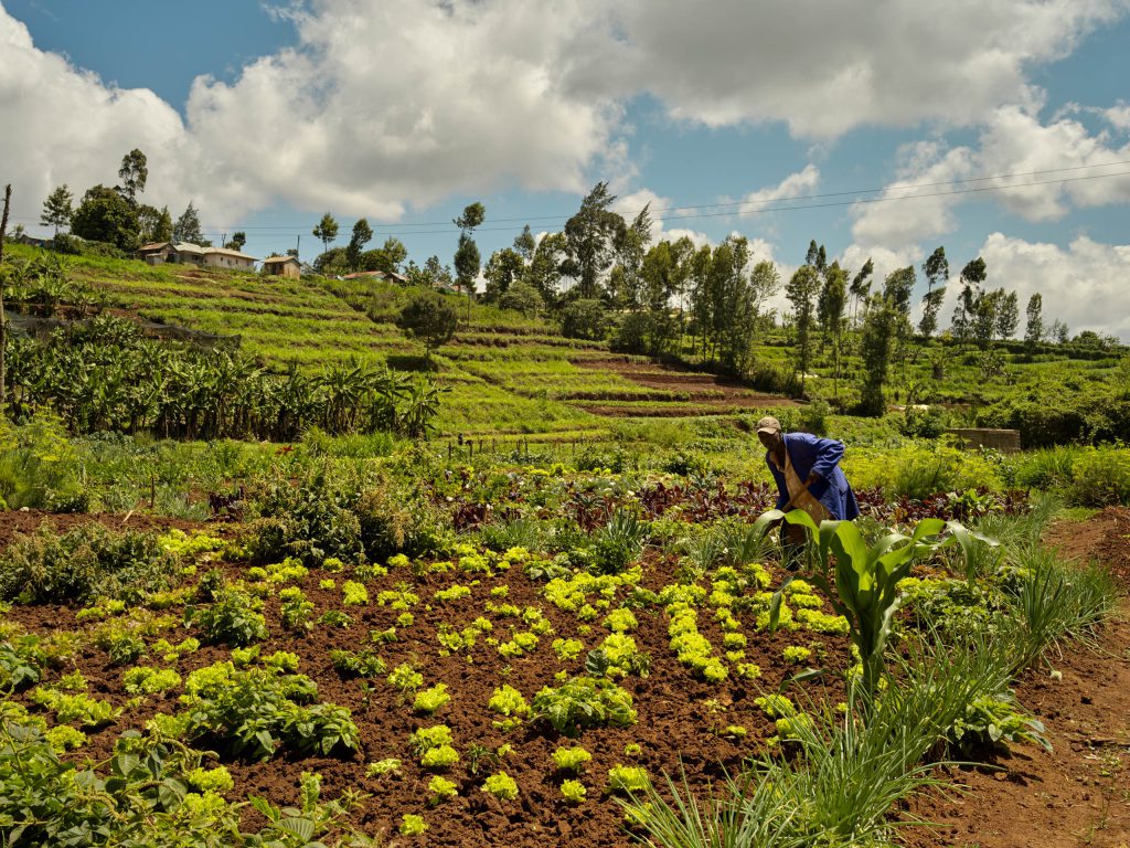 Mlango Farm - Resilience Food Stories
