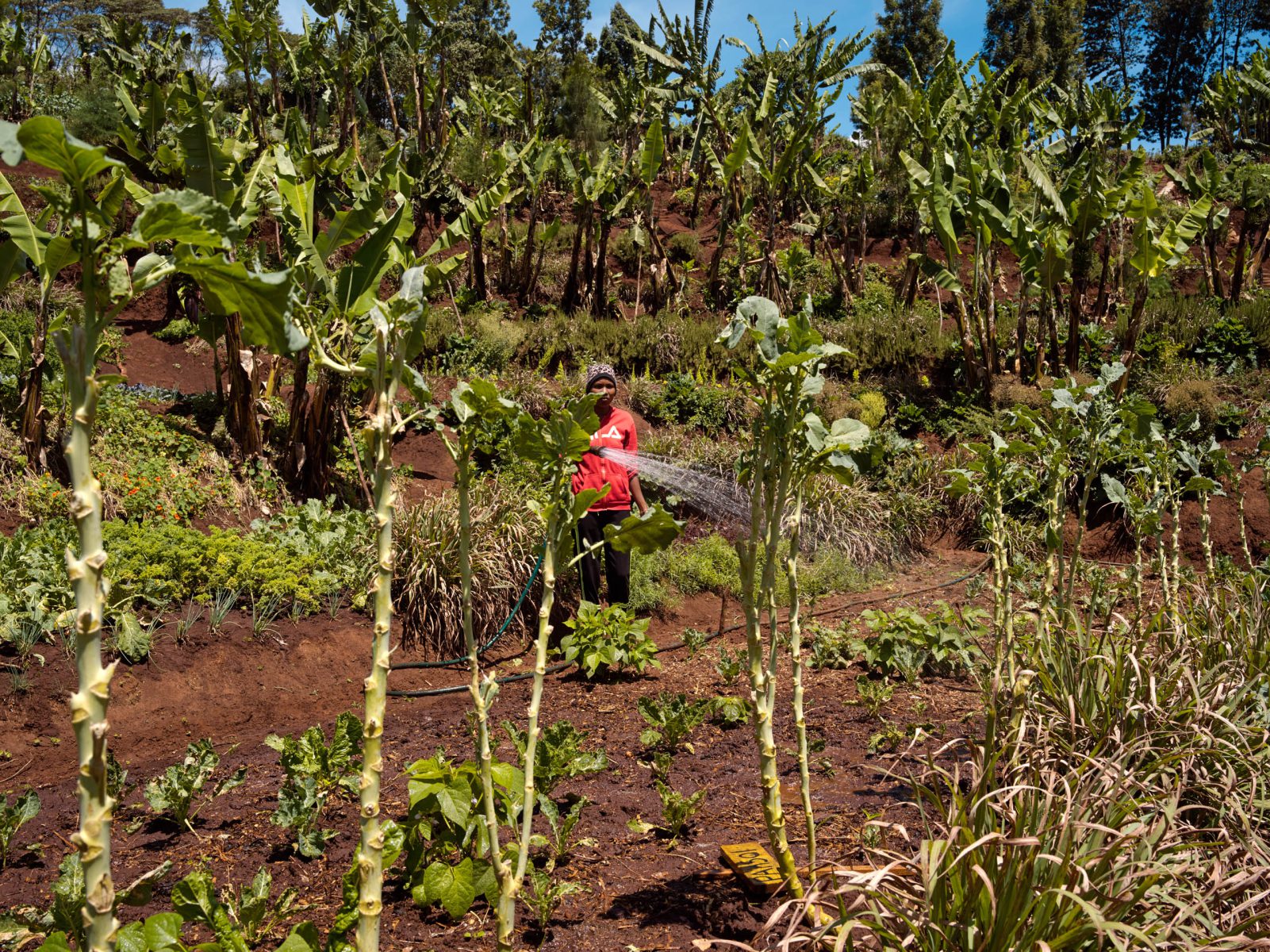 Mlango Farm - Resilience Food Stories