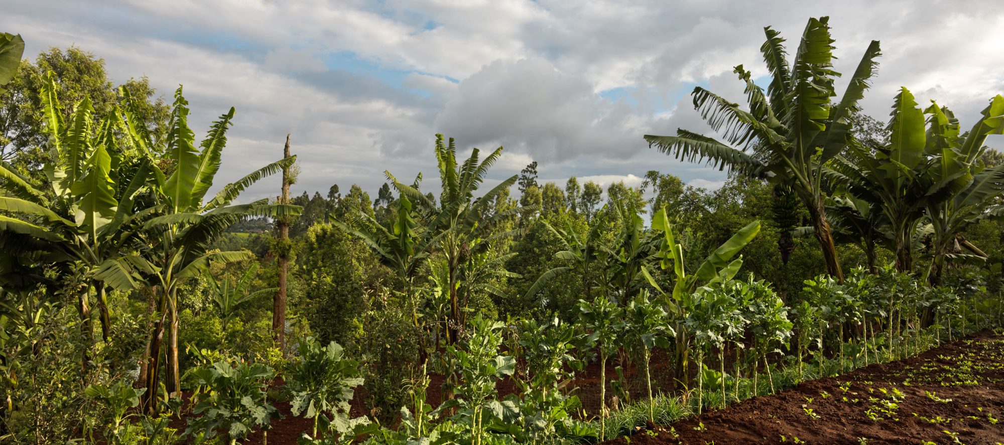 Mlango Farm - Resilience Food Stories