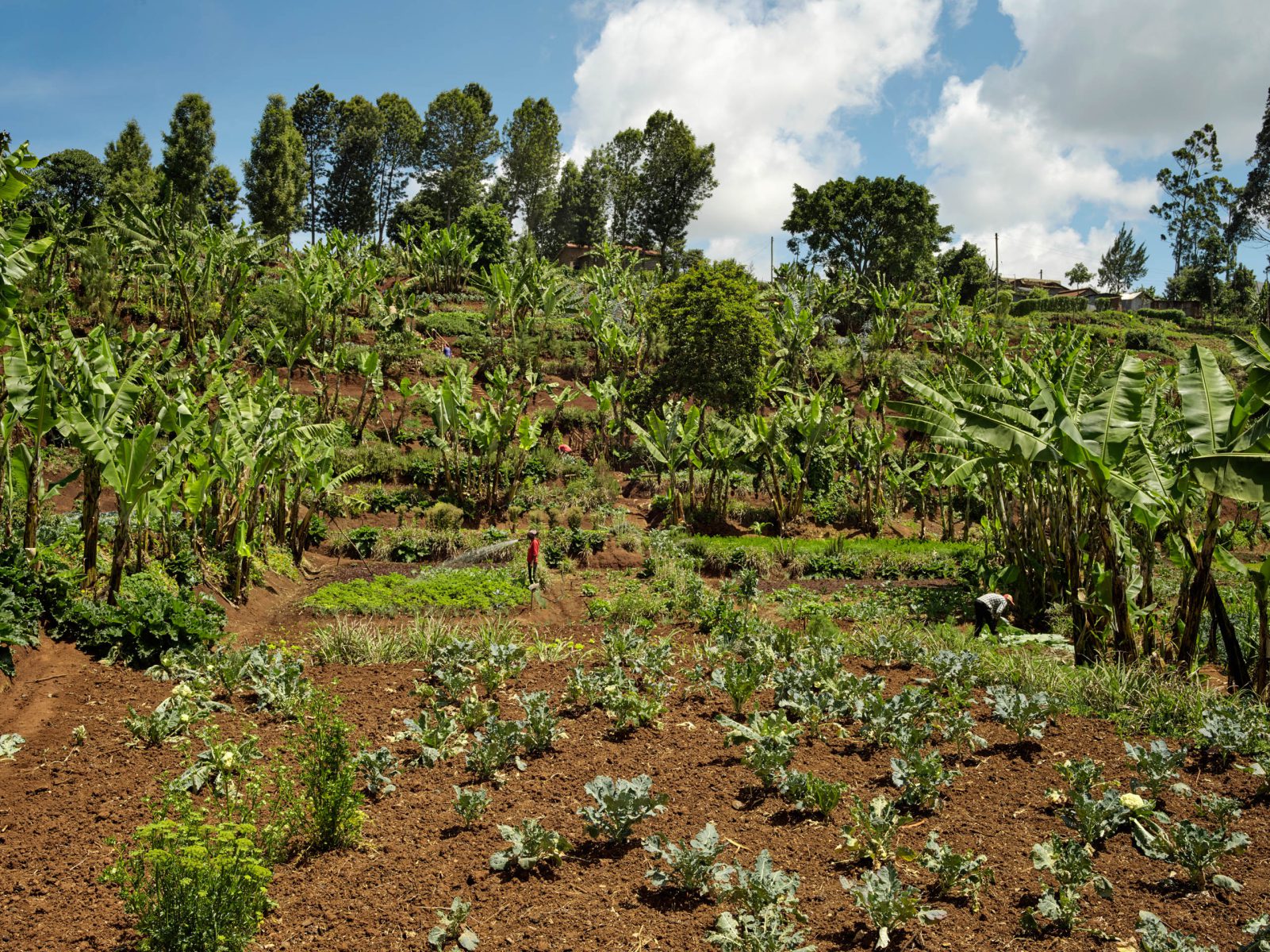 Mlango Farm - Resilience Food Stories