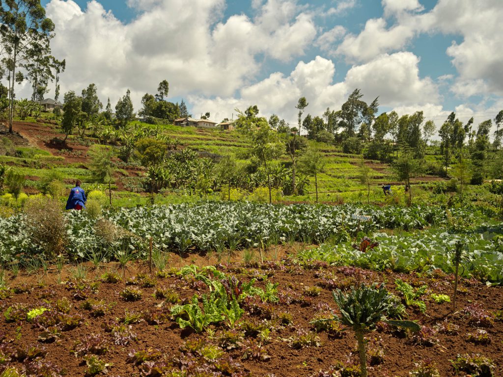 Mlango Farm - Resilience Food Stories