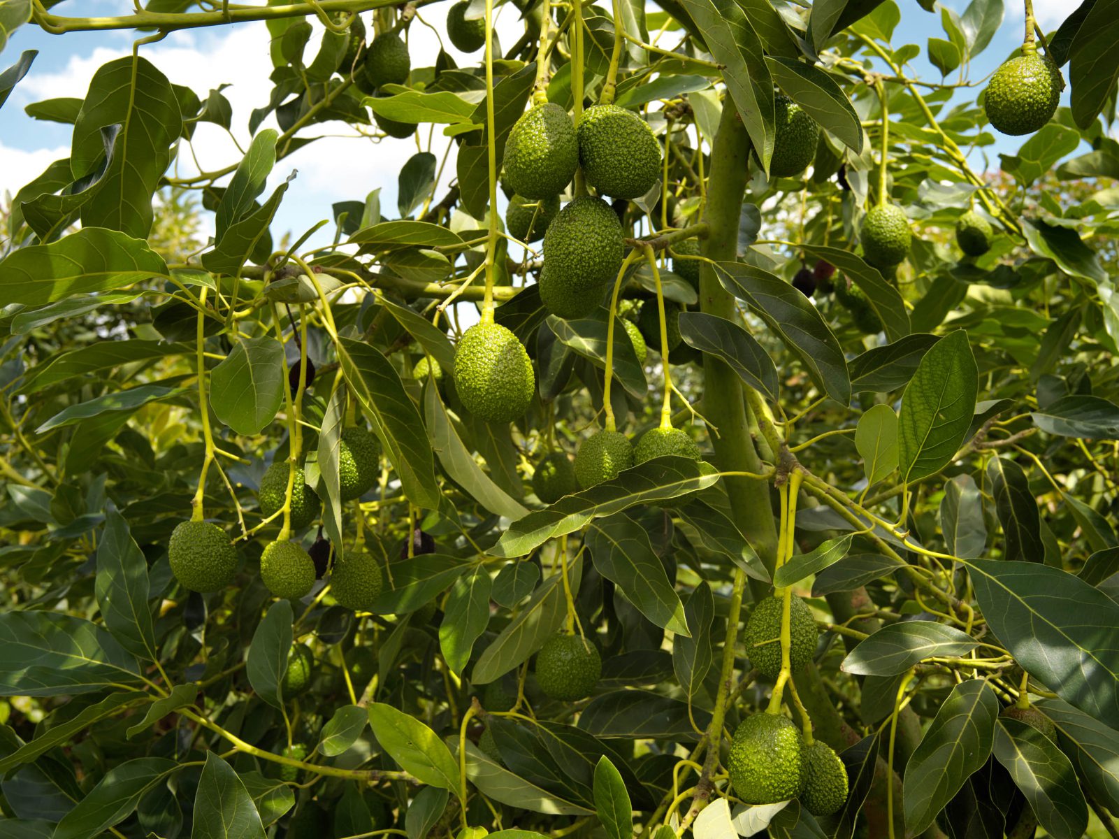 Sustainable avocados from Africa Kenya - Resilience Food Stories