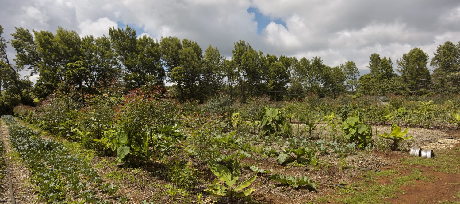 Syntropic agroforestry - Resilience Food Stories