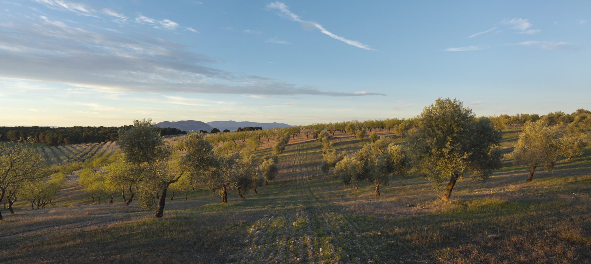Regenerative agriculture in Spain - Resilience Food Stories